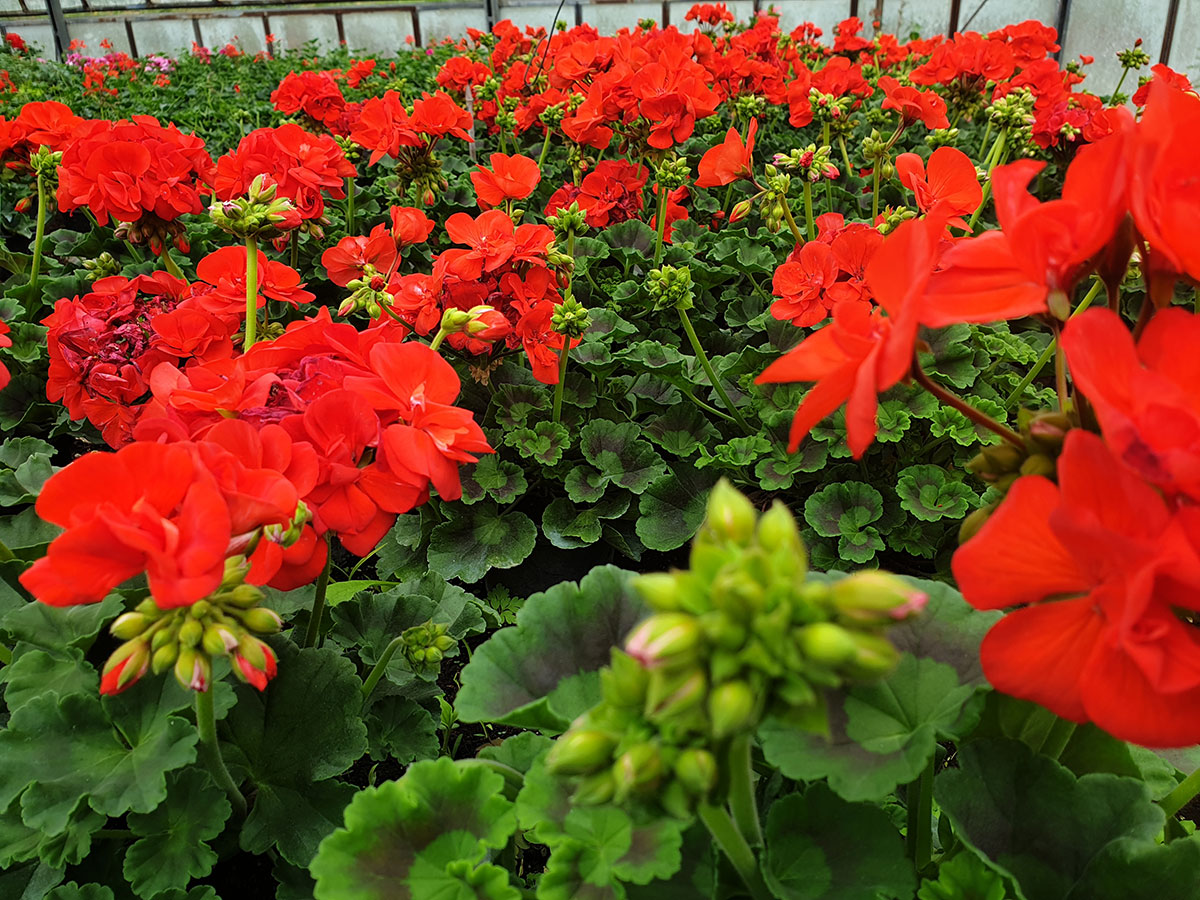 Pelargonium zonale - Rasadnik Franceskija